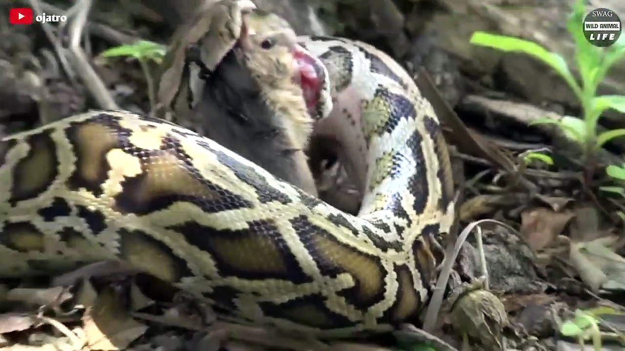 The Hyena Steals The Rock Python's Prey And What Happens Next In The ...