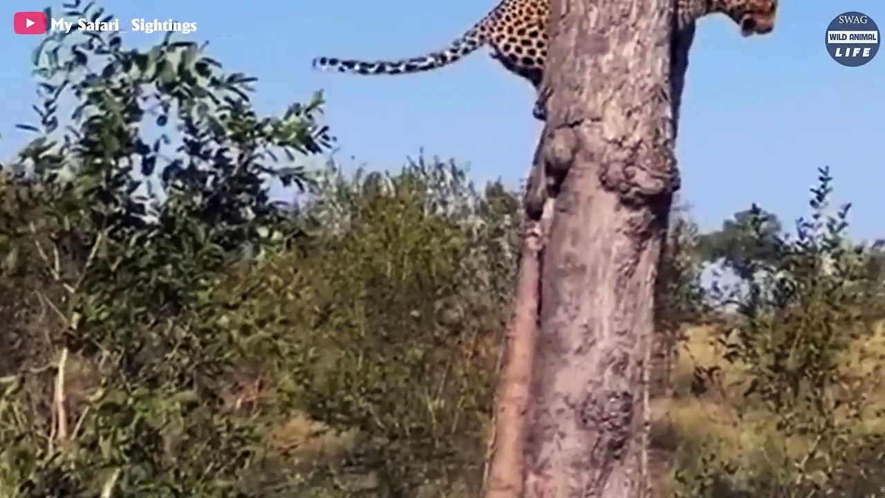 The Hyena Rescues The Warthog From The Evil Leopard Wild Animal Life ...