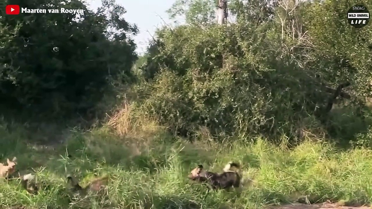 Wild Dog Injured While Hunting and What Happens Next Wild Animal Life ...