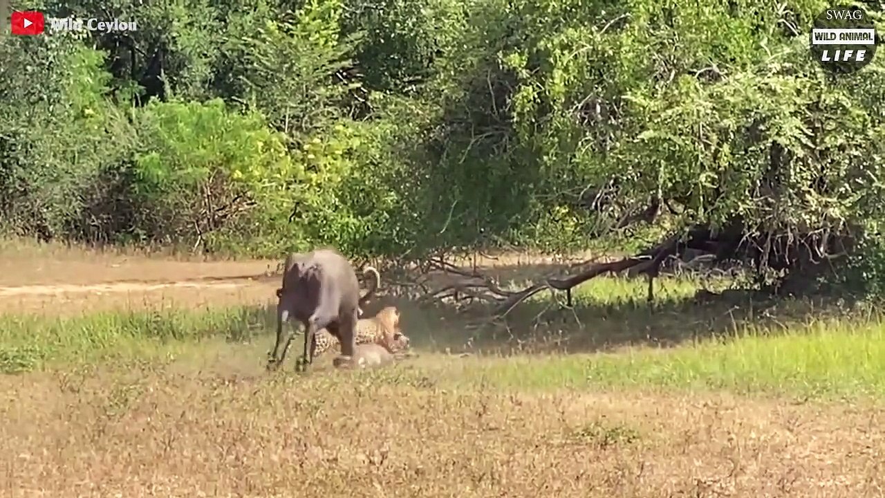 When Angry Animal Mothers Attack Predators To Protect Their Babies Wild ...