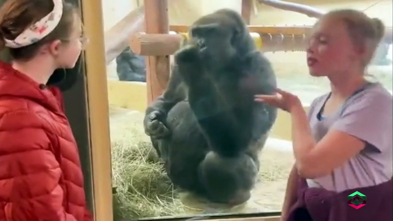 What a cheeky monkey! Hilarious moment gorilla FLIPS OFF two sisters as ...