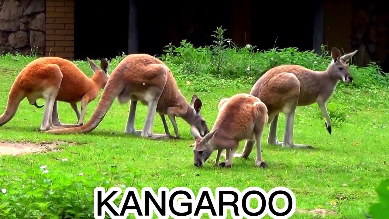KANGAROO - video Dailymotion