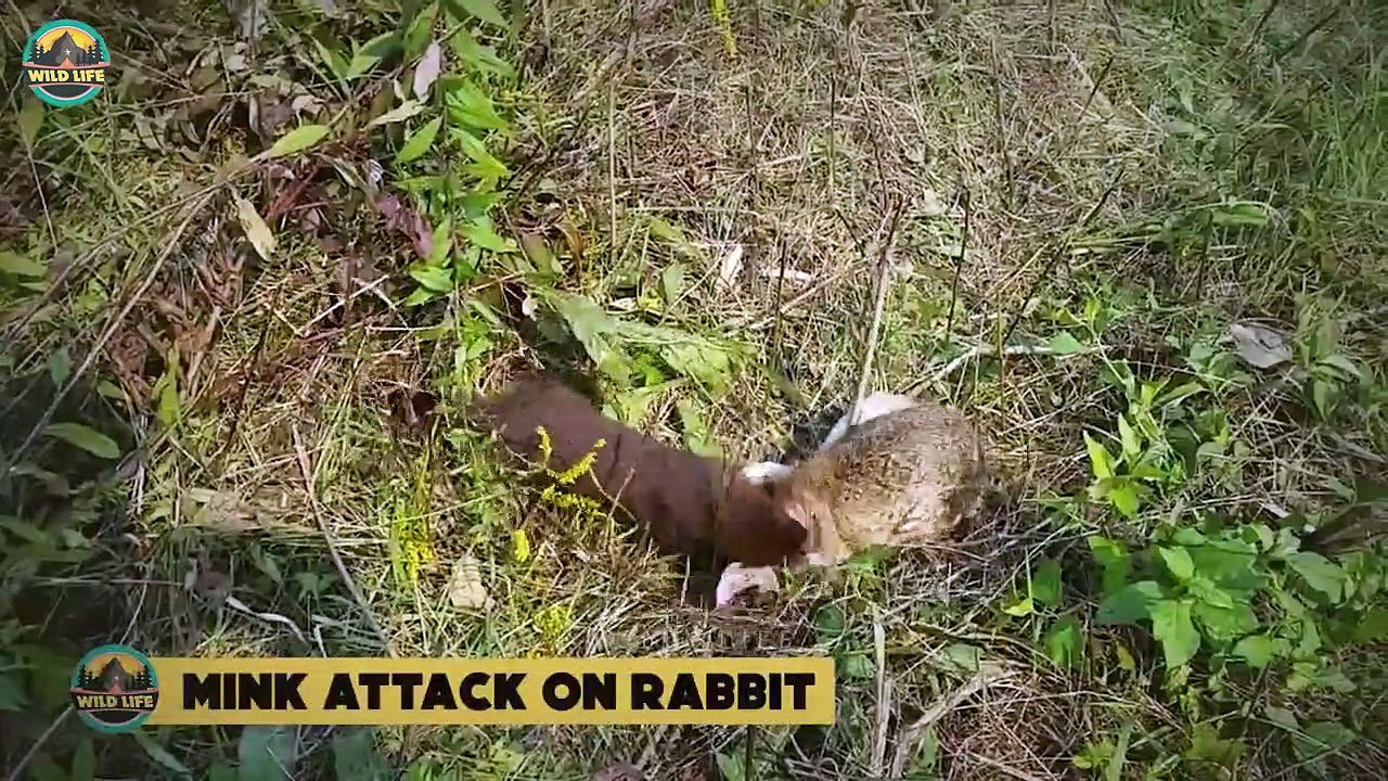 The Fiercest Small Hunters In The Forest, The Mustelids - video Dailymotion