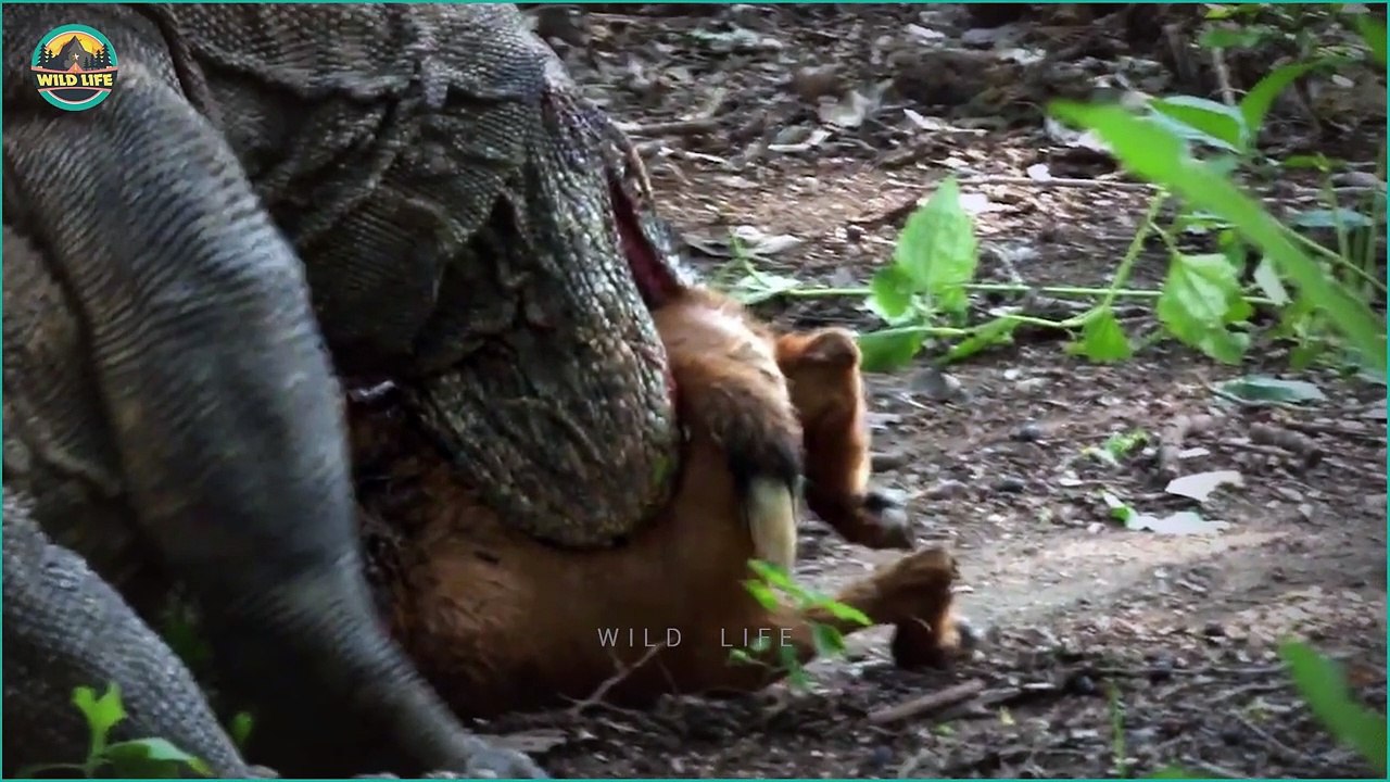 Top Moments Of Predators Hunting Mercilessly In The Wild - video ...