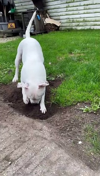 Snoopy the Digging Pup has a Unique Sneeze - video Dailymotion