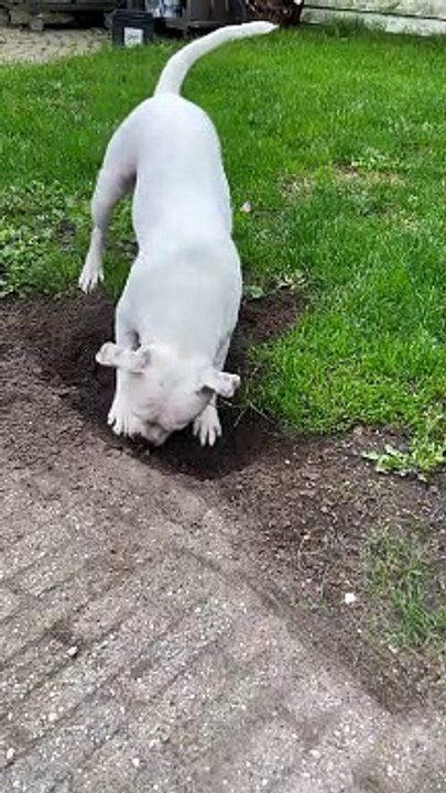 Snoopy the Digging Pup has a Unique Sneeze - video Dailymotion