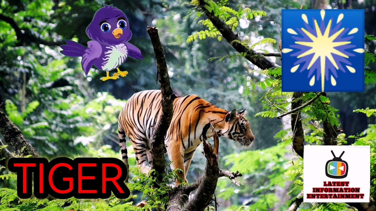 Introduction of tiger by bird for kids in jungle - video Dailymotion