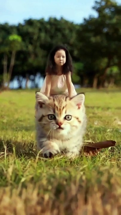 kucing raksasa 2, kucing terbesar didunia - Video Dailymotion