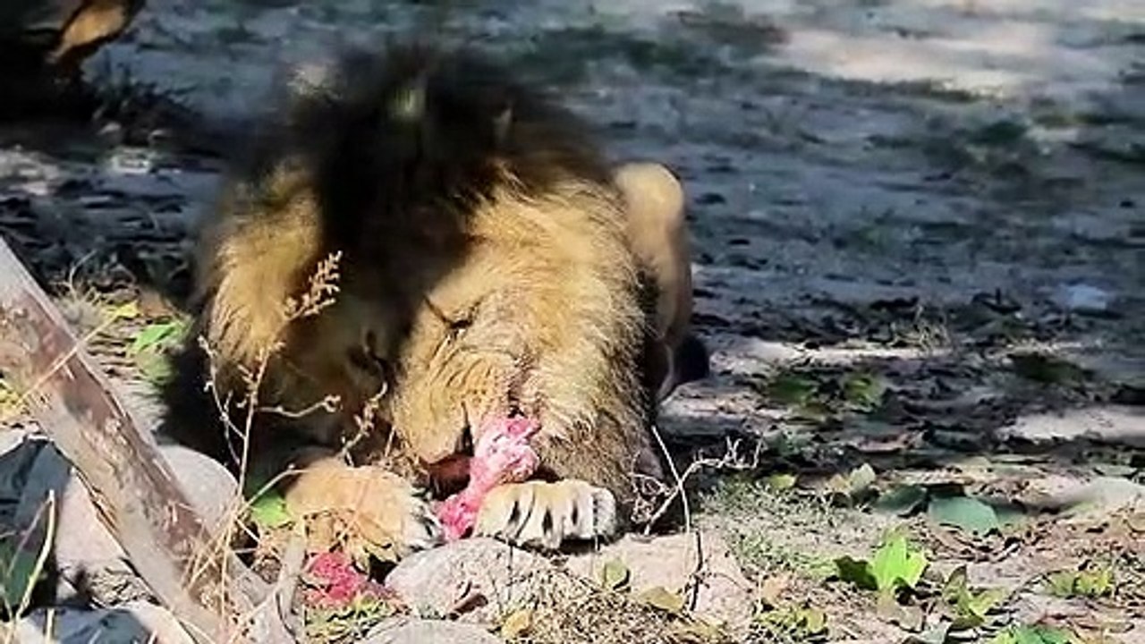 Lion eat - Video Dailymotion