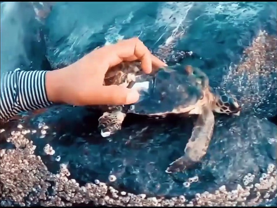 Save a sea turtle! Cleaning barnacles in the shell of a suffering ...