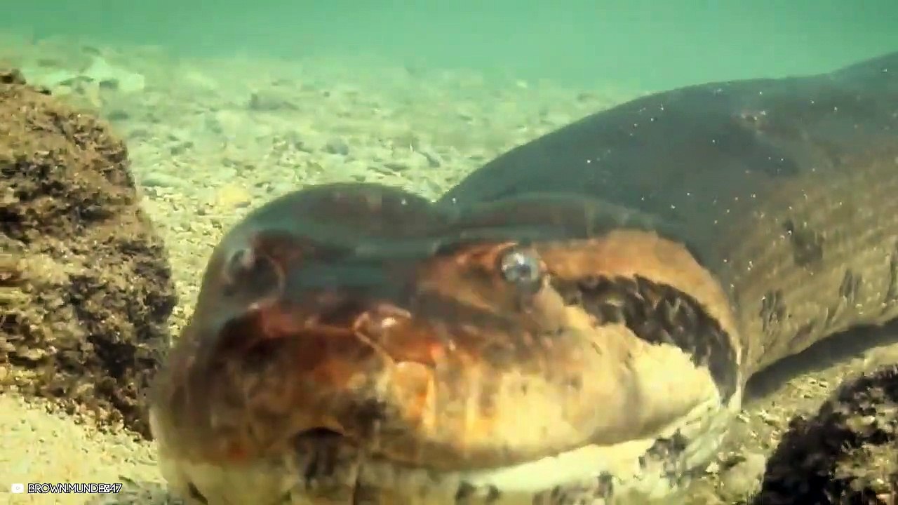 8 Crazy Vicious Hunting Moments Of Savage Anacondas - video Dailymotion