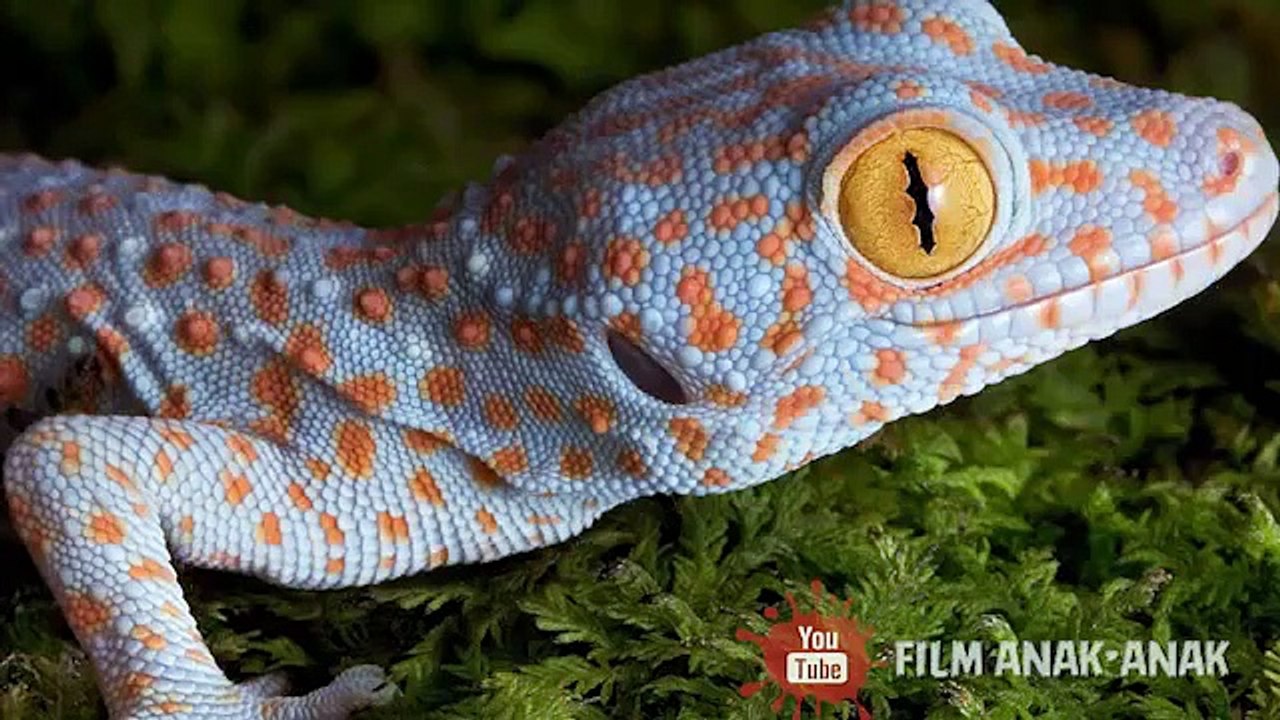 Suara tokek - Video Dailymotion