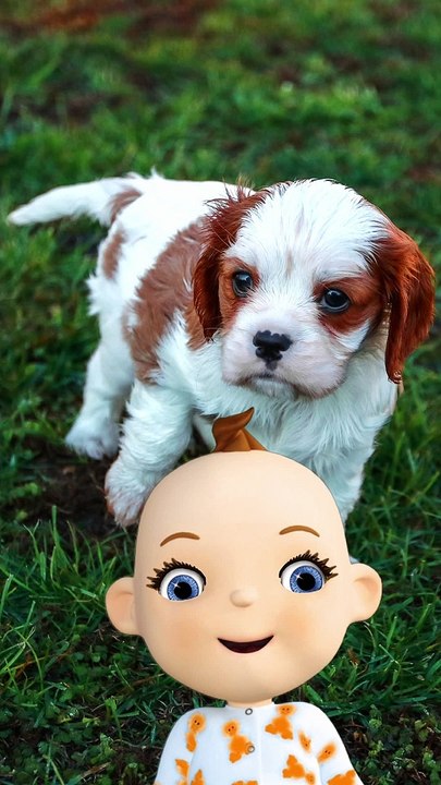 Babsy Baby Loves Cute Baby Dogs Compilation ️ Cutest Puppies - video ...