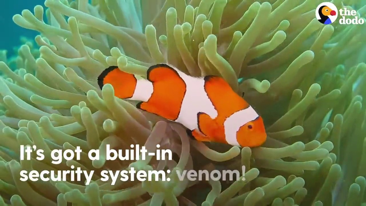 A Clownfish's Amazing Life Cycle | 小丑魚的驚人生命週期 | O incrível ciclo de ...