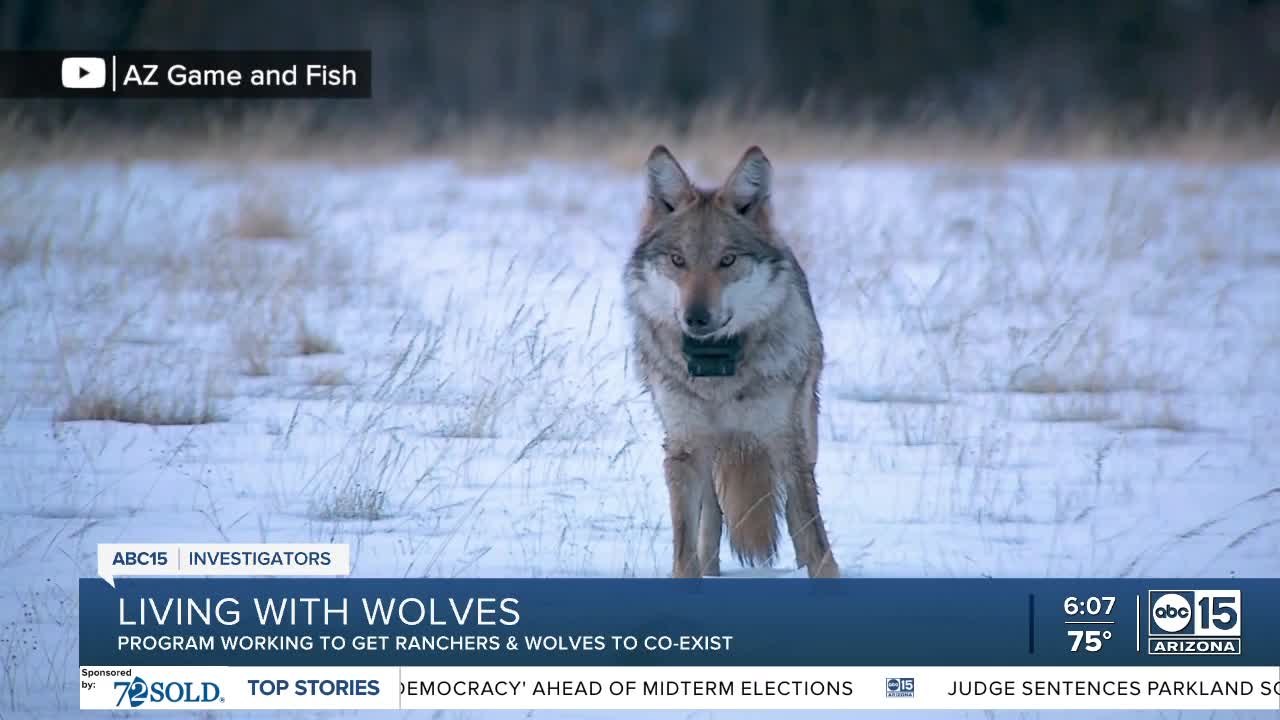 Protected Mexican gray wolves in Eastern Arizona impacting rancher ...