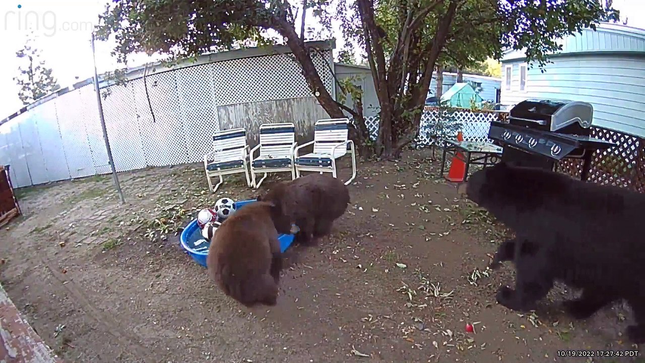 Bears Play in the Backyard - video Dailymotion