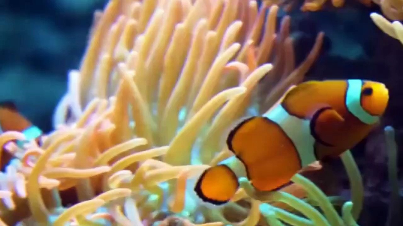 Animal world !? introduction of animals in the world to children ...