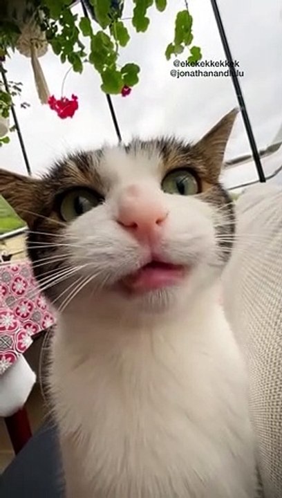 Ekek'ekek cats - Video Dailymotion