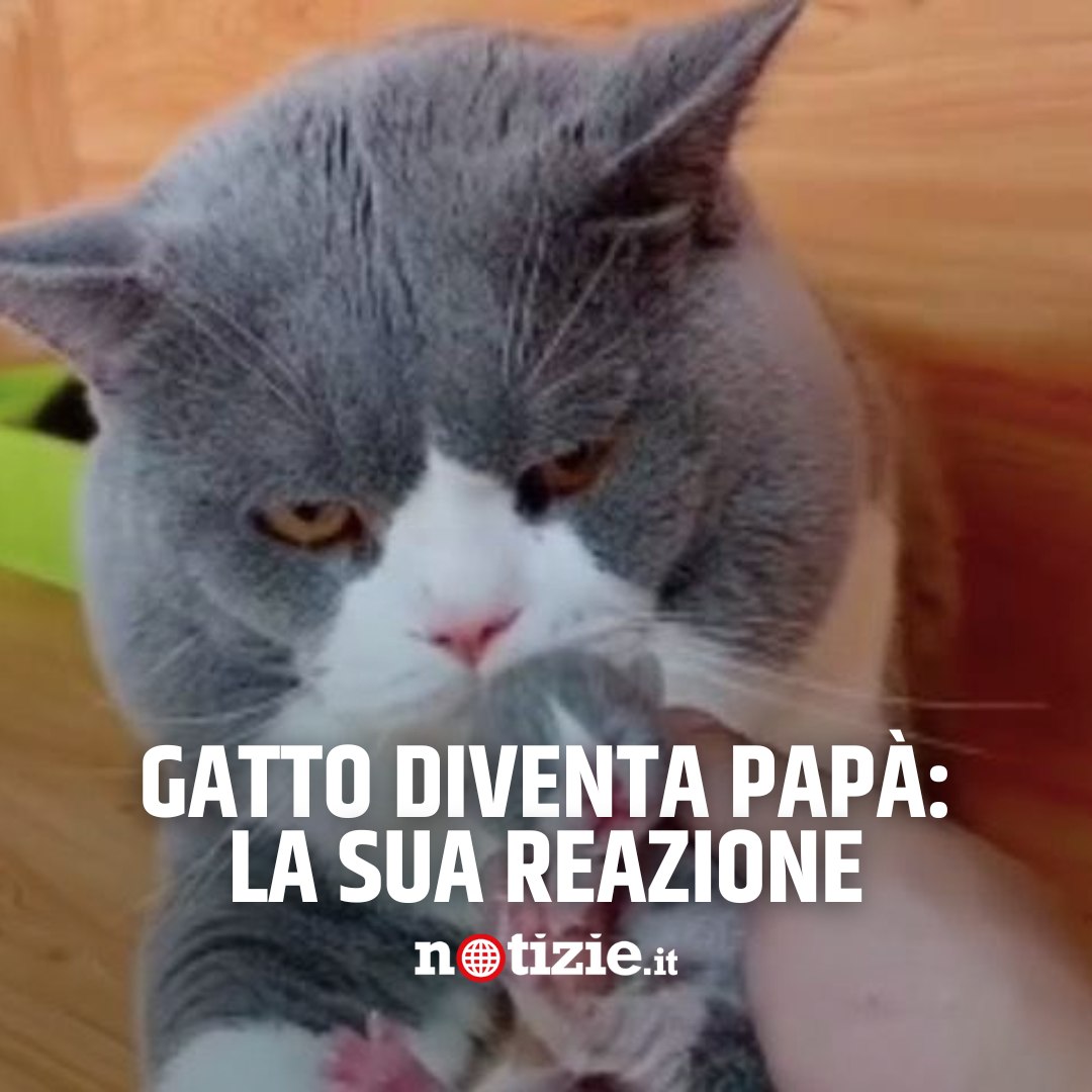 Meme Di Un Gatto Scioccato