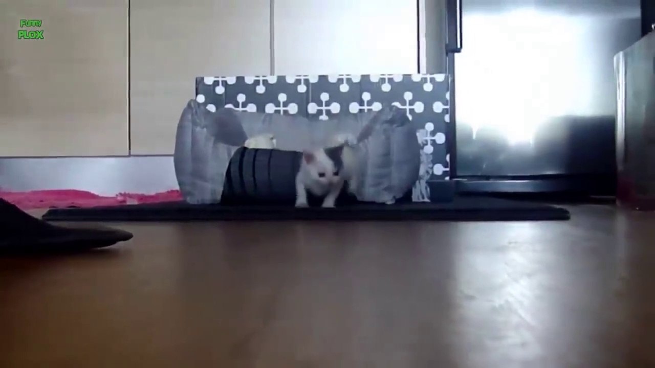 Cute Cat And Kitten Meowing. Compilation - Video Dailymotion