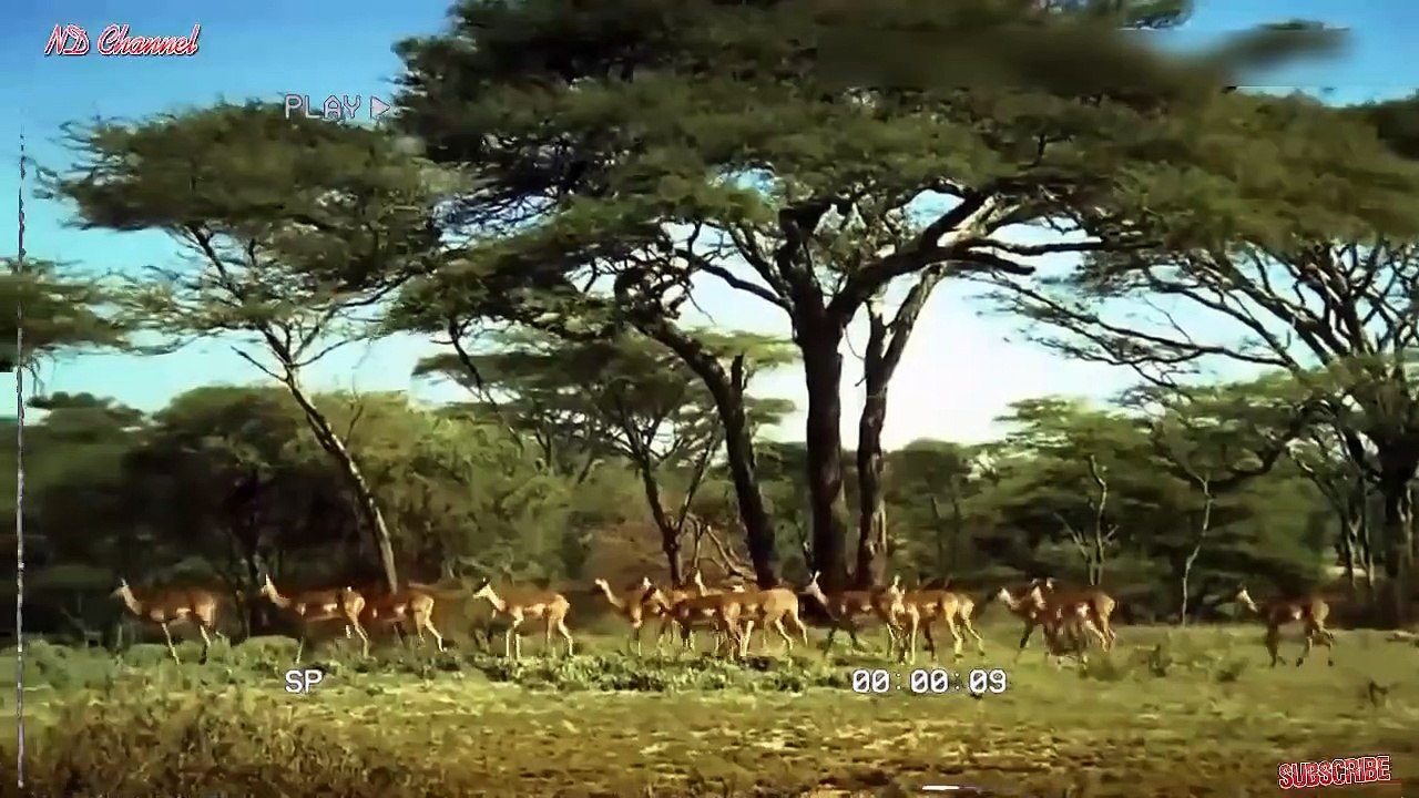 Animals Fighting For Foods Hyena Cornered by Wild Dogs - Hyena fled the ...