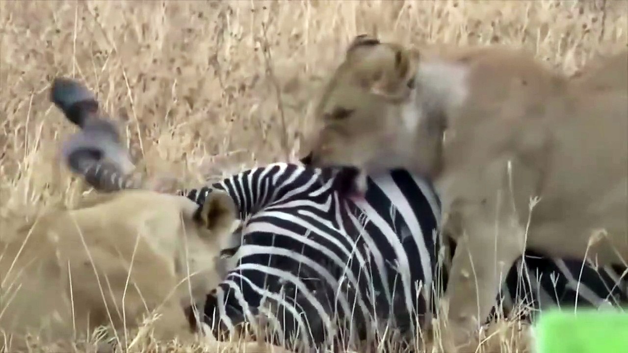 Amazing Skill Of Lion When Hunting Zebra - Zebra Try To Escape But Fail ...