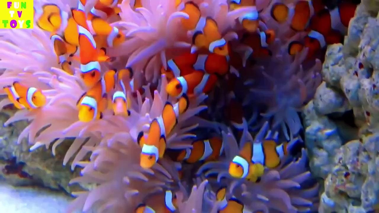 Learn Zoo Wild Animals Names Educational Toys - video Dailymotion