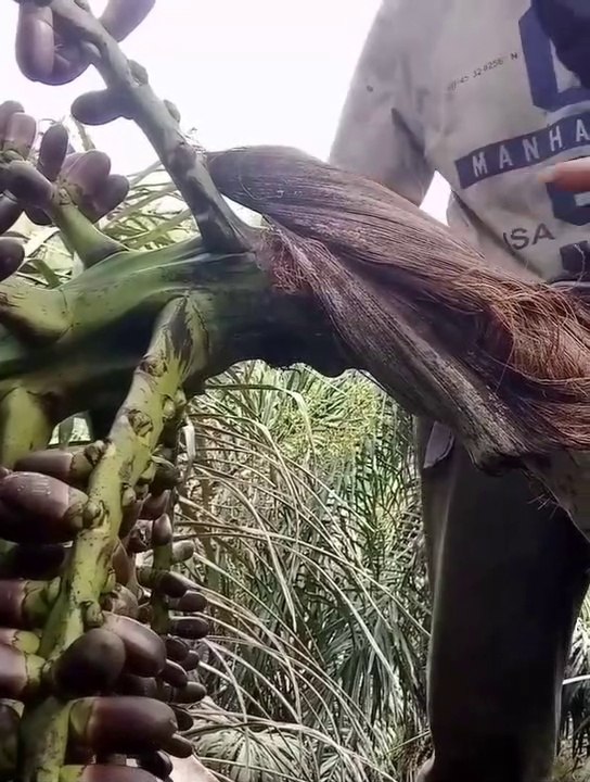 Tapping palm trees in Indonesia - Video Dailymotion