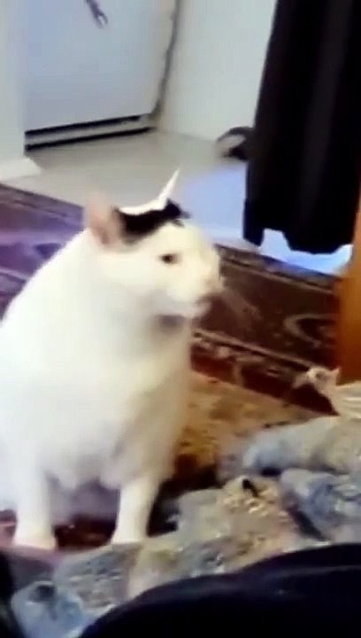 MENTAHAN MEME KUCING NGOMONG TOLOL VIRAL DI TIKTOK - Video Dailymotion