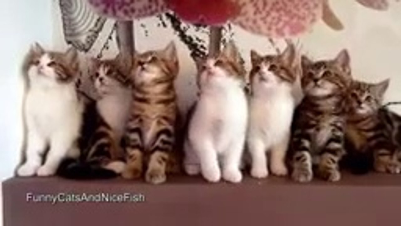 Epic_Dance_Battle_of_Cute_Kittens___Funny_Cats_Compilation(144p ...
