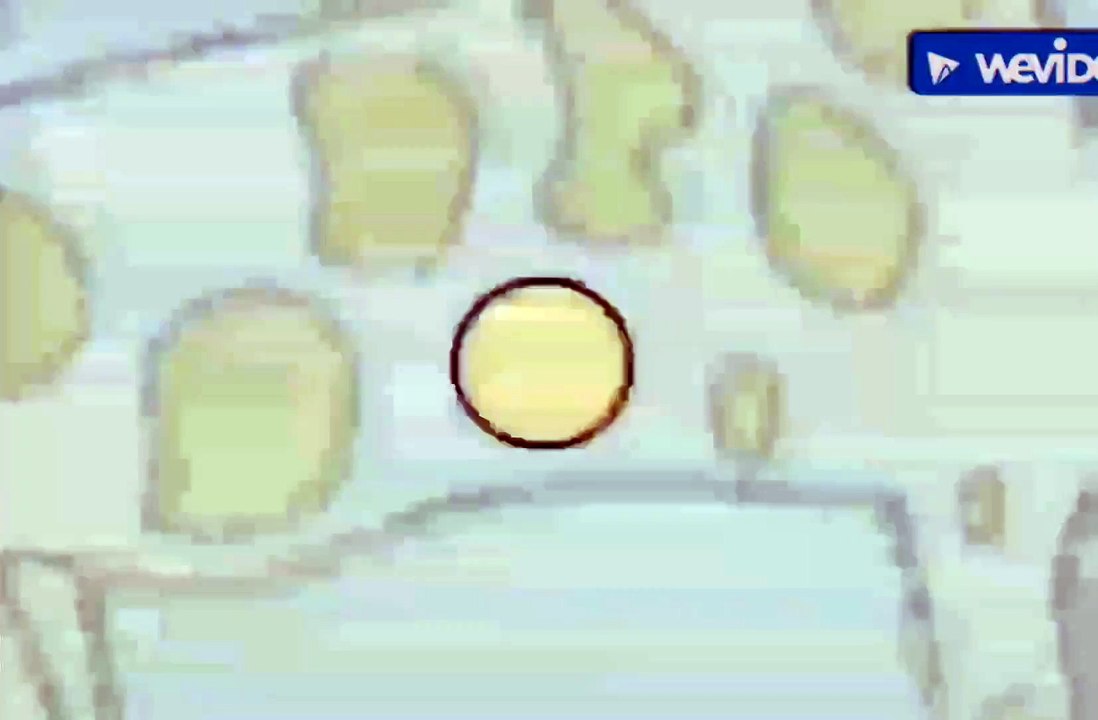 So Smart! Shapes: Cecil the Circle Part 8 - Pig - video Dailymotion