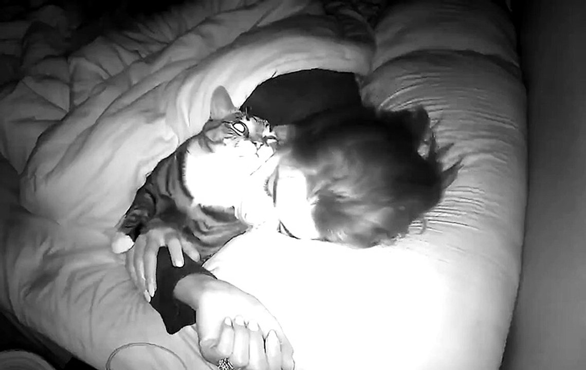 Cute Cat Requests Cuddles - video Dailymotion