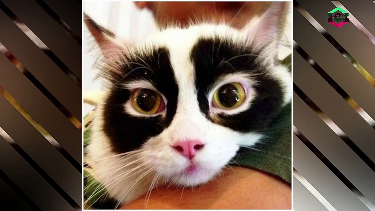 35 Strange Looking Cats That Are Truly Fascinating to Look At - video ...