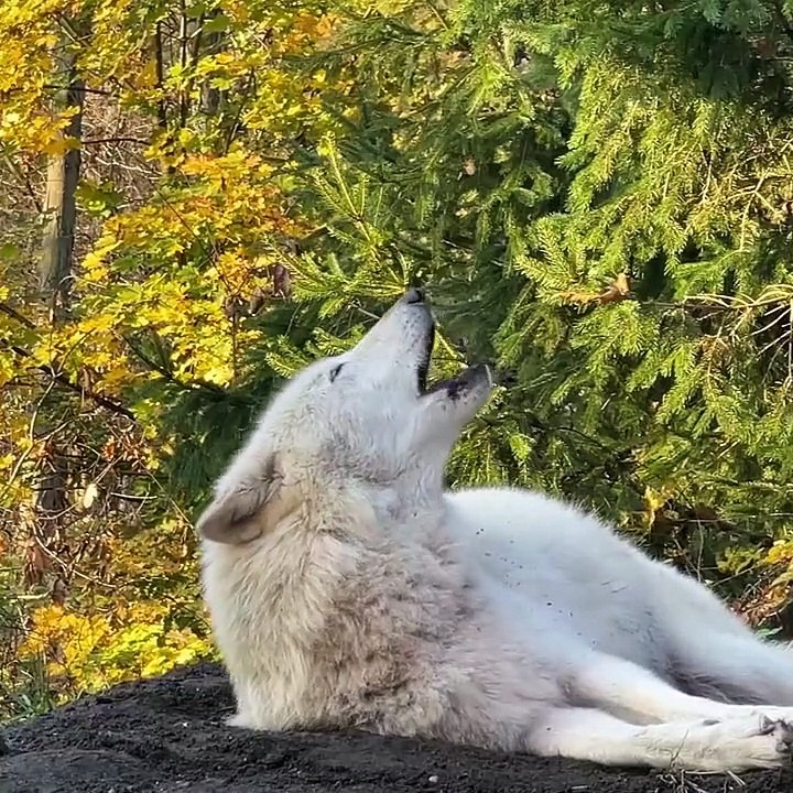GOOD MORNING.....wolf | - video Dailymotion