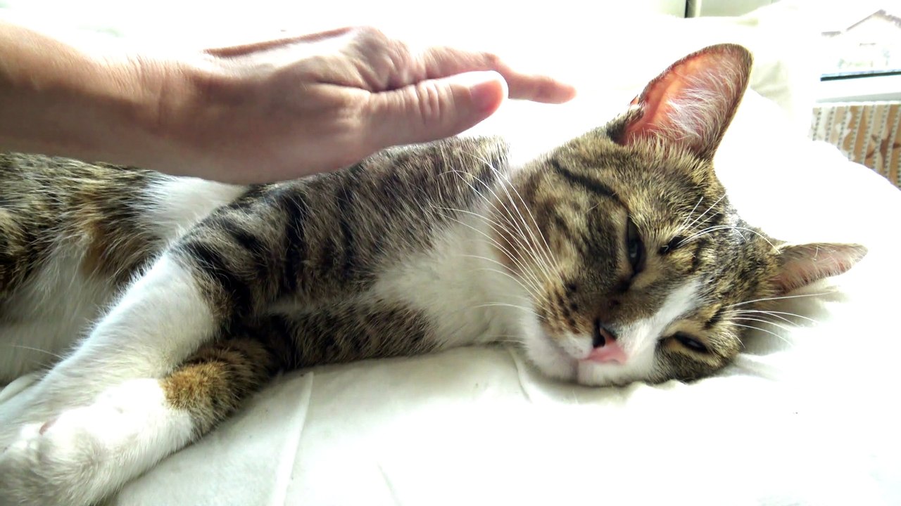 Cute Kitten Stretches His Toe Beans - video Dailymotion