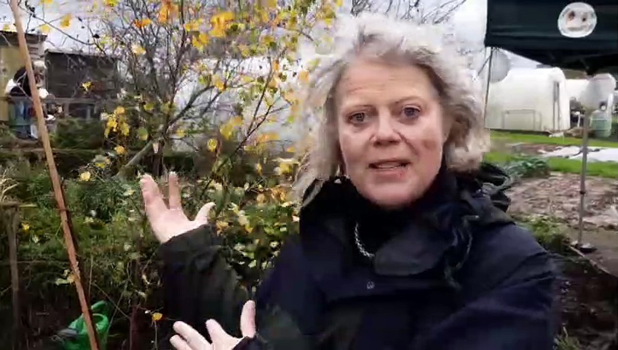 Tree of trees awarded by the King's representative to West Sussex, Lady ...