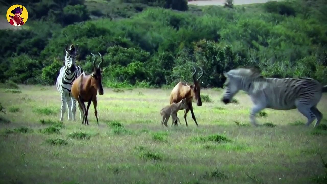 16 Times Animals Underestimated The Power Of Their Opponent - video ...