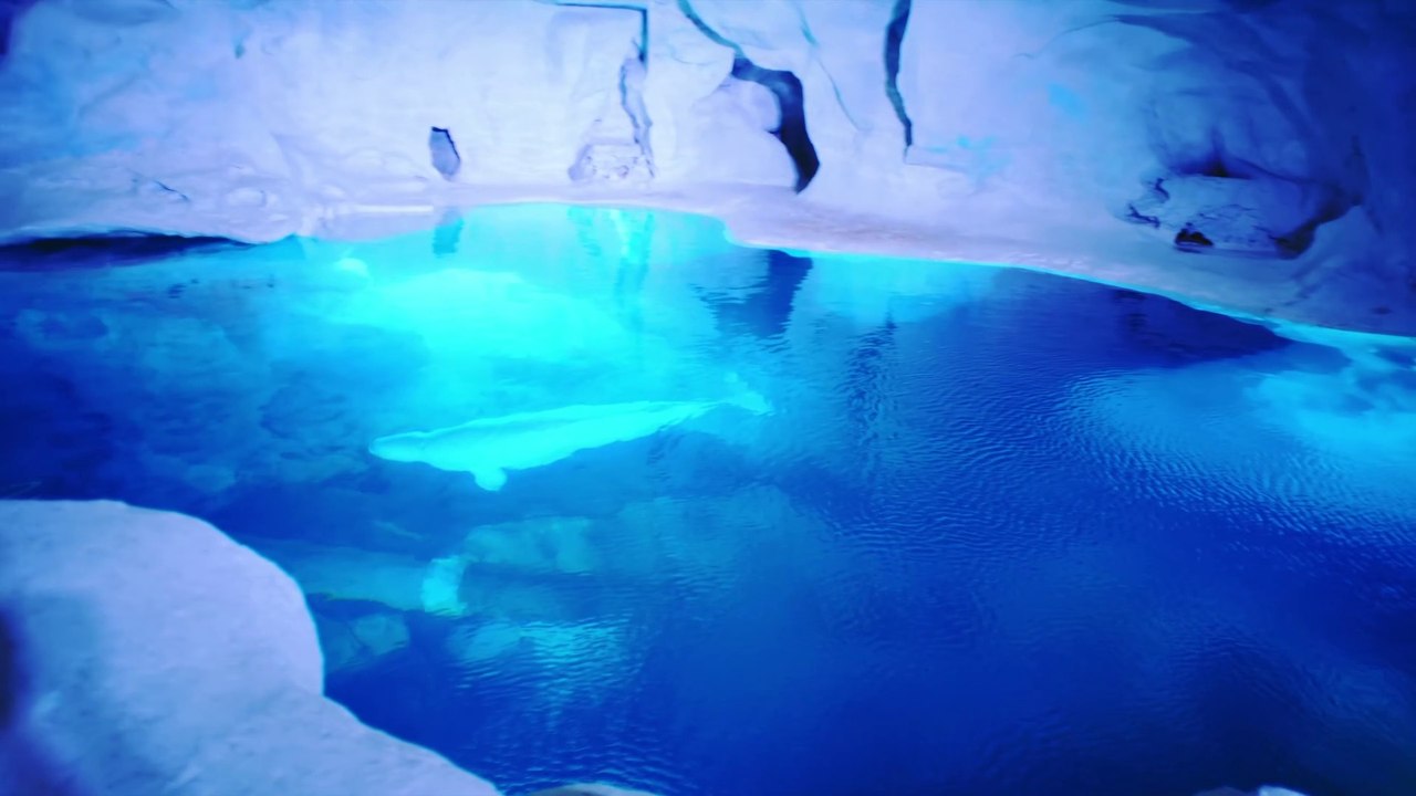 SeaWorld Orlando's Wild Arctic - Walk Thru POV Video of Aquarium ...