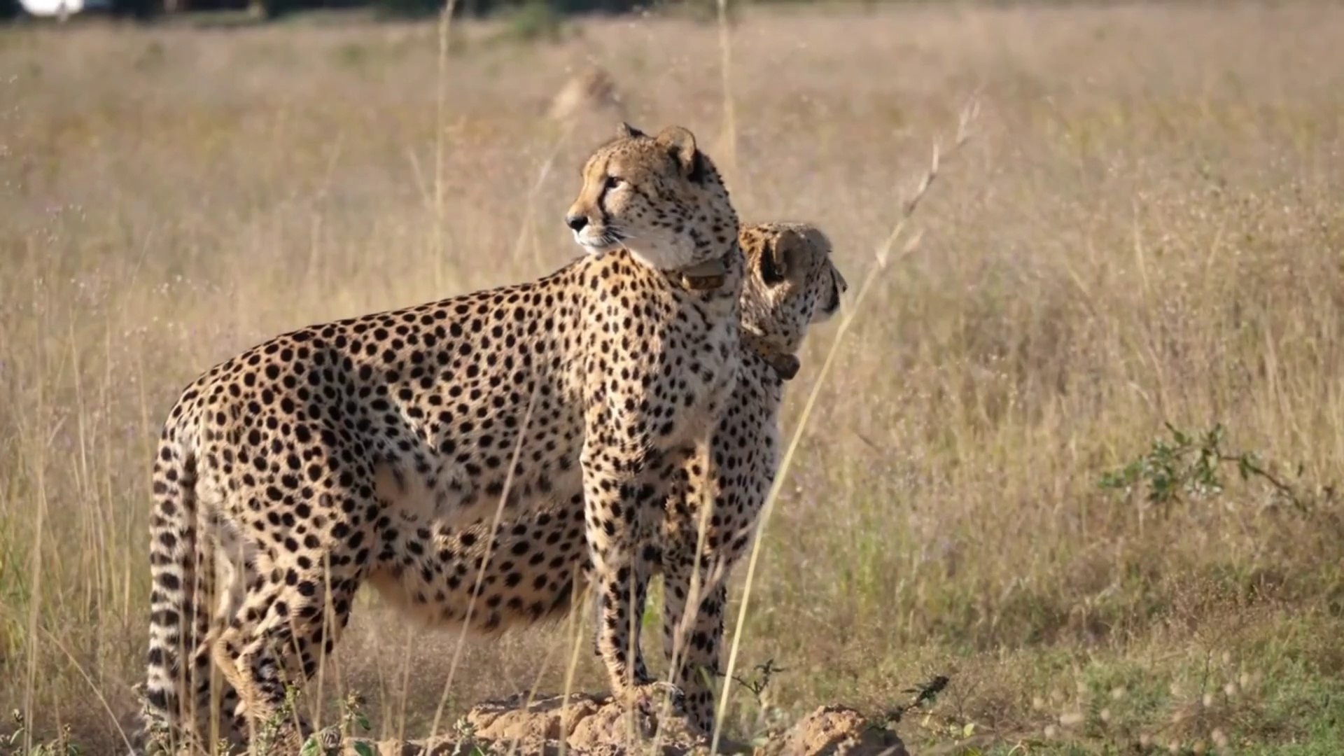 Cheetah Hunting Wildebeest
