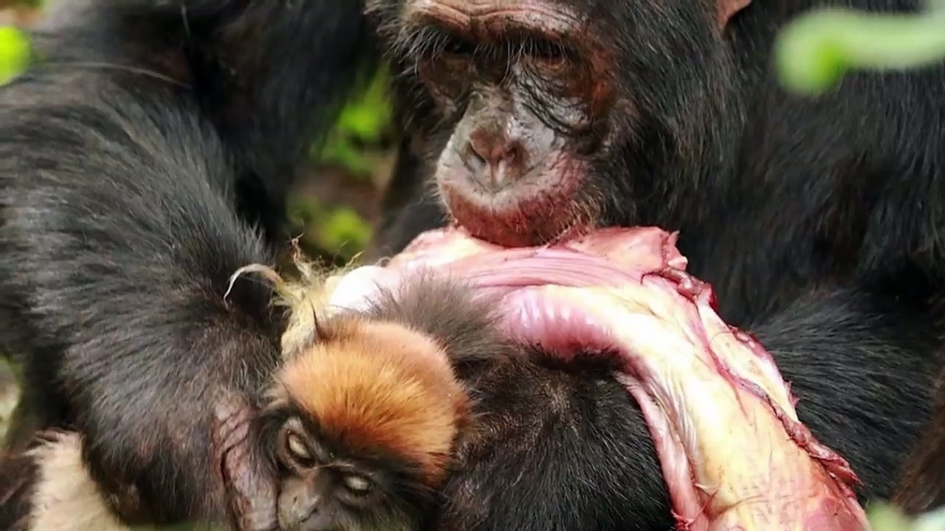 Chimpanzee Attack Video