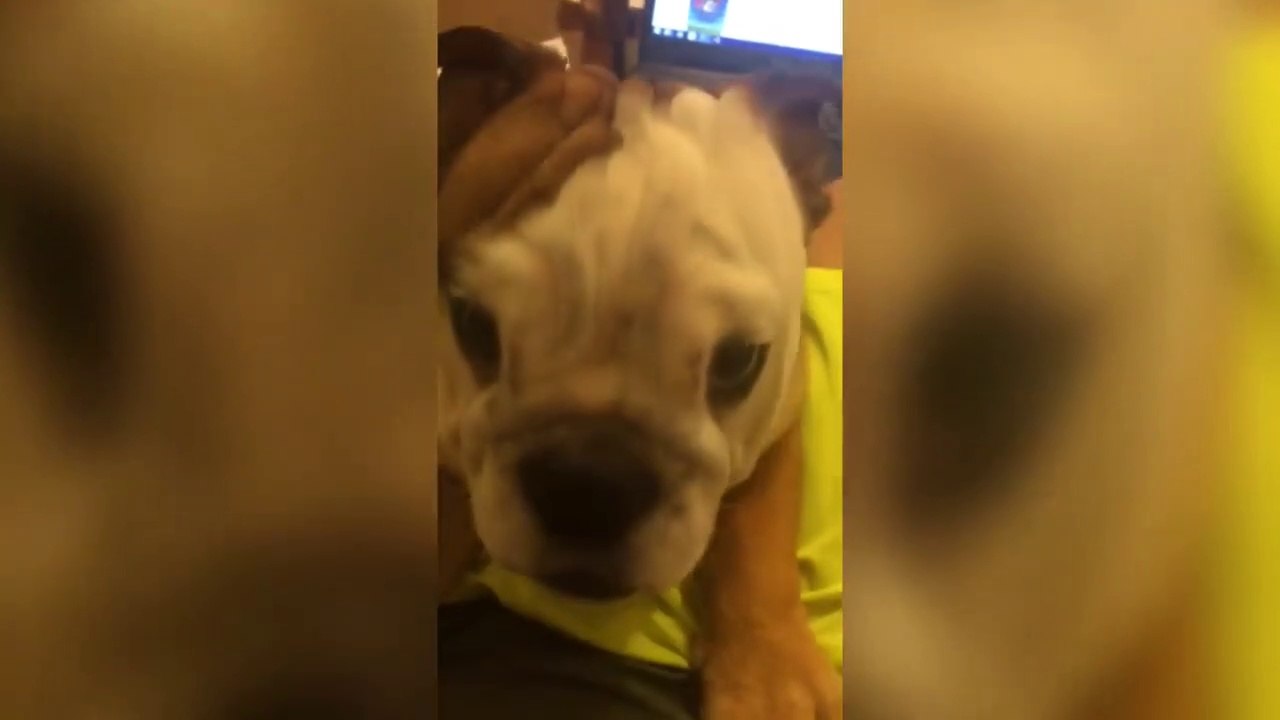 Funniest Pet & Animal Clips, Bloopers & Moments Caught On Tape Weekly ...