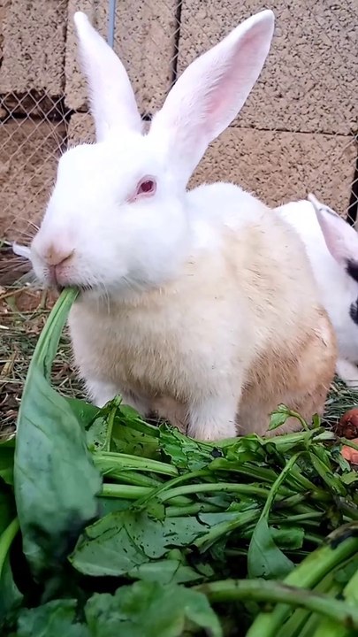 Rabbit eating food - video Dailymotion