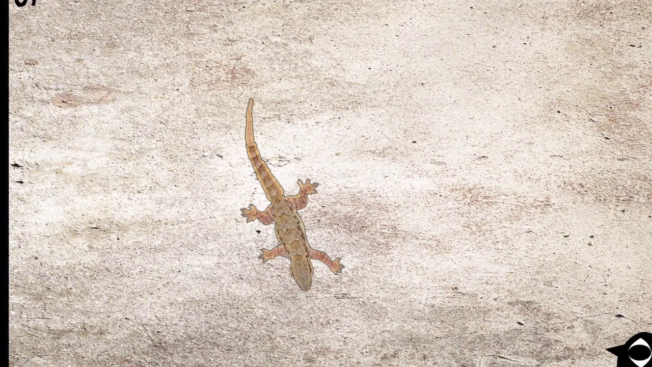 CAT GAMES FOR KITTEN (INCLUDING ATTRACTIVE SOUND) - gecko lizard hunter ...