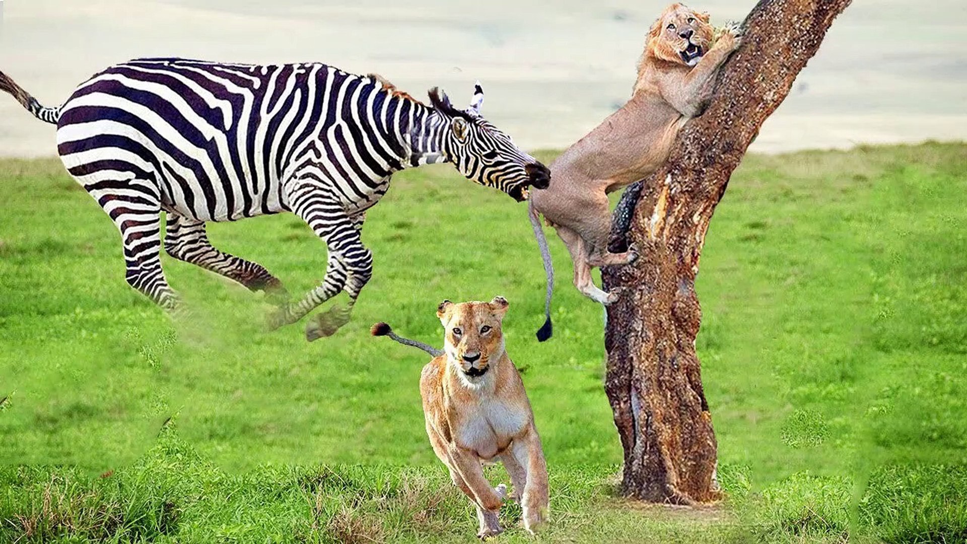 Lion Catching Zebra Brian Jarvi Artwork Razor`s Edge Zebra And