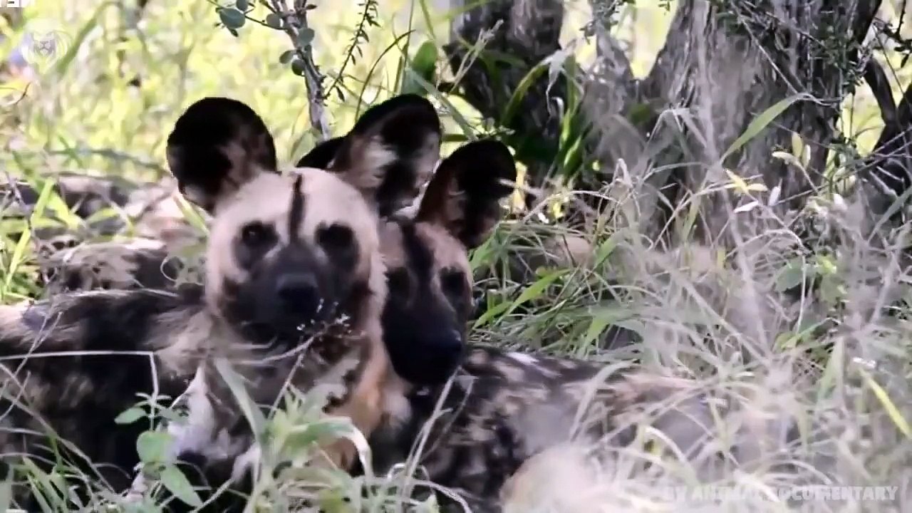 Hyena kills Lion cub when its mother hunts, Wild Animals Attack - video ...