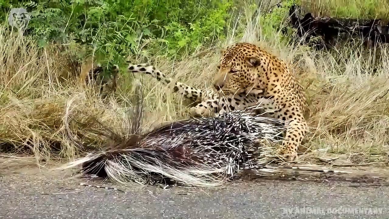 Extreme Fight Leopard vs Porcupine, Wild Animals Attack - video Dailymotion