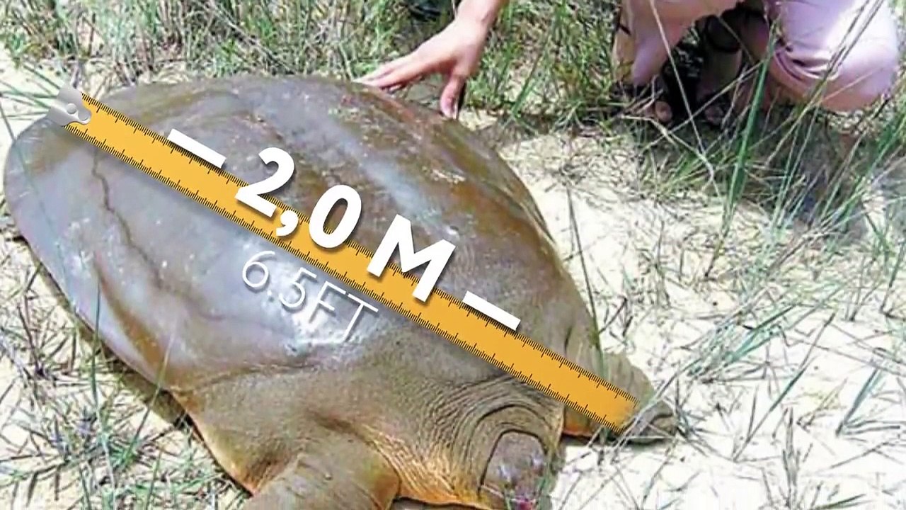 10 Most Dangerous Turtles In The World - video Dailymotion