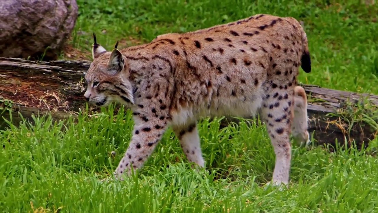 Best 4K Quality Animal Videos - video Dailymotion