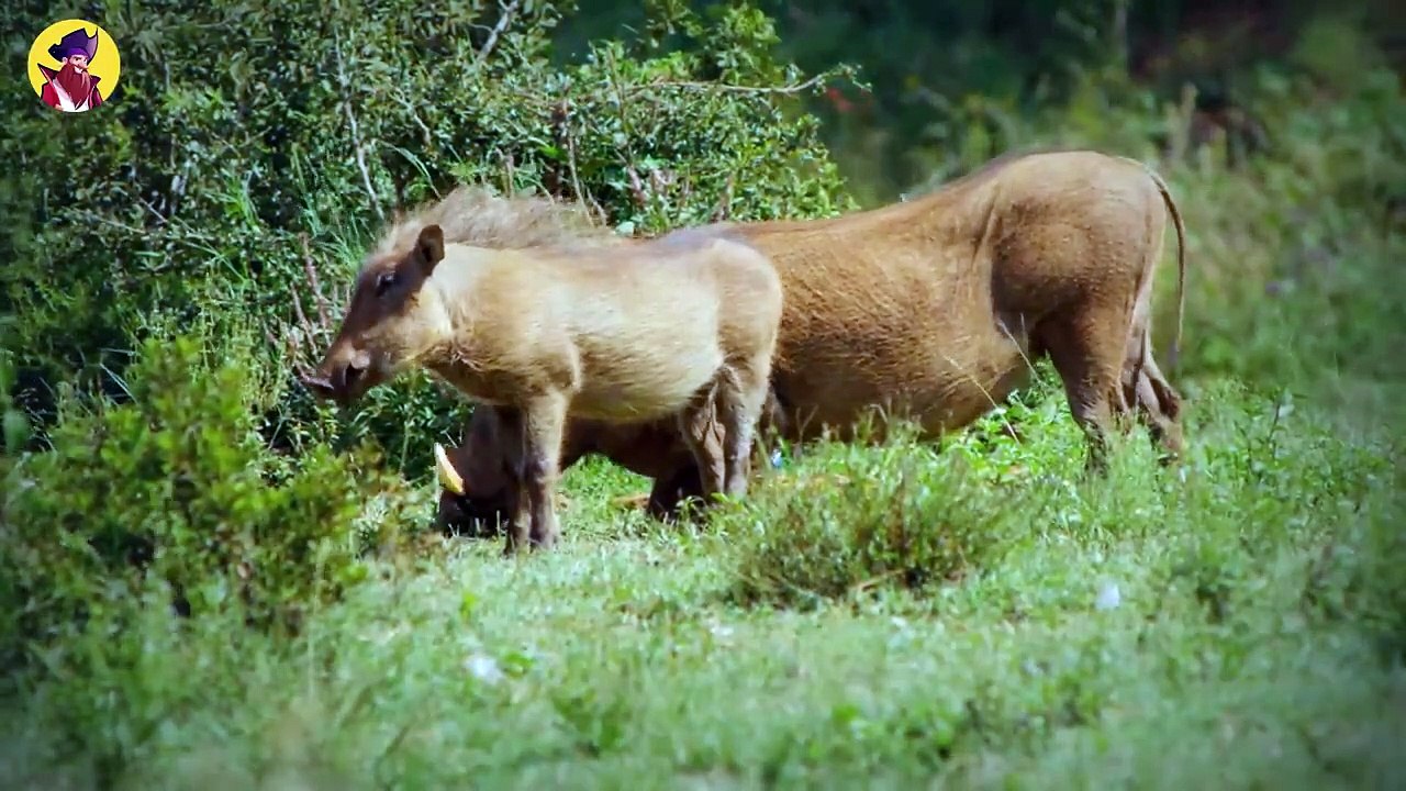 Top Brutal And Cruel Moments Of Predators Eating Their Prey Alive ...