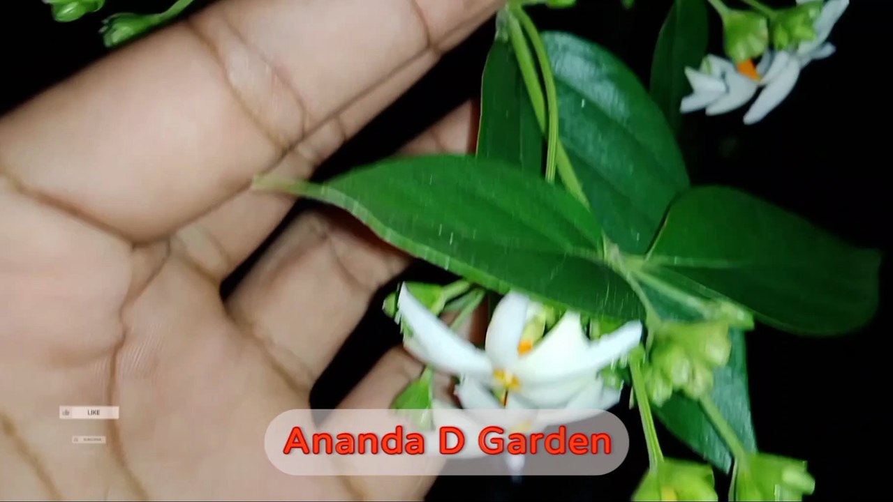 How to parijat flowers plant ।। শিউলি ফুলের গাছে ফুল ফুটেছে ।। #Ananda ...